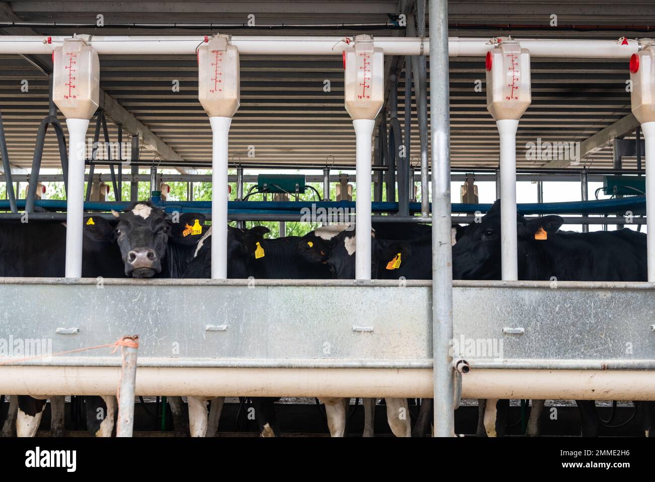 Dairy farm, barn panorama with roof inside and many cows eating hay ...