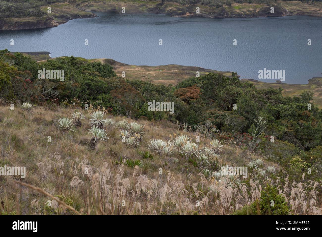 Colombian paramo ecosystem landscape with frailejones plants and a big ...