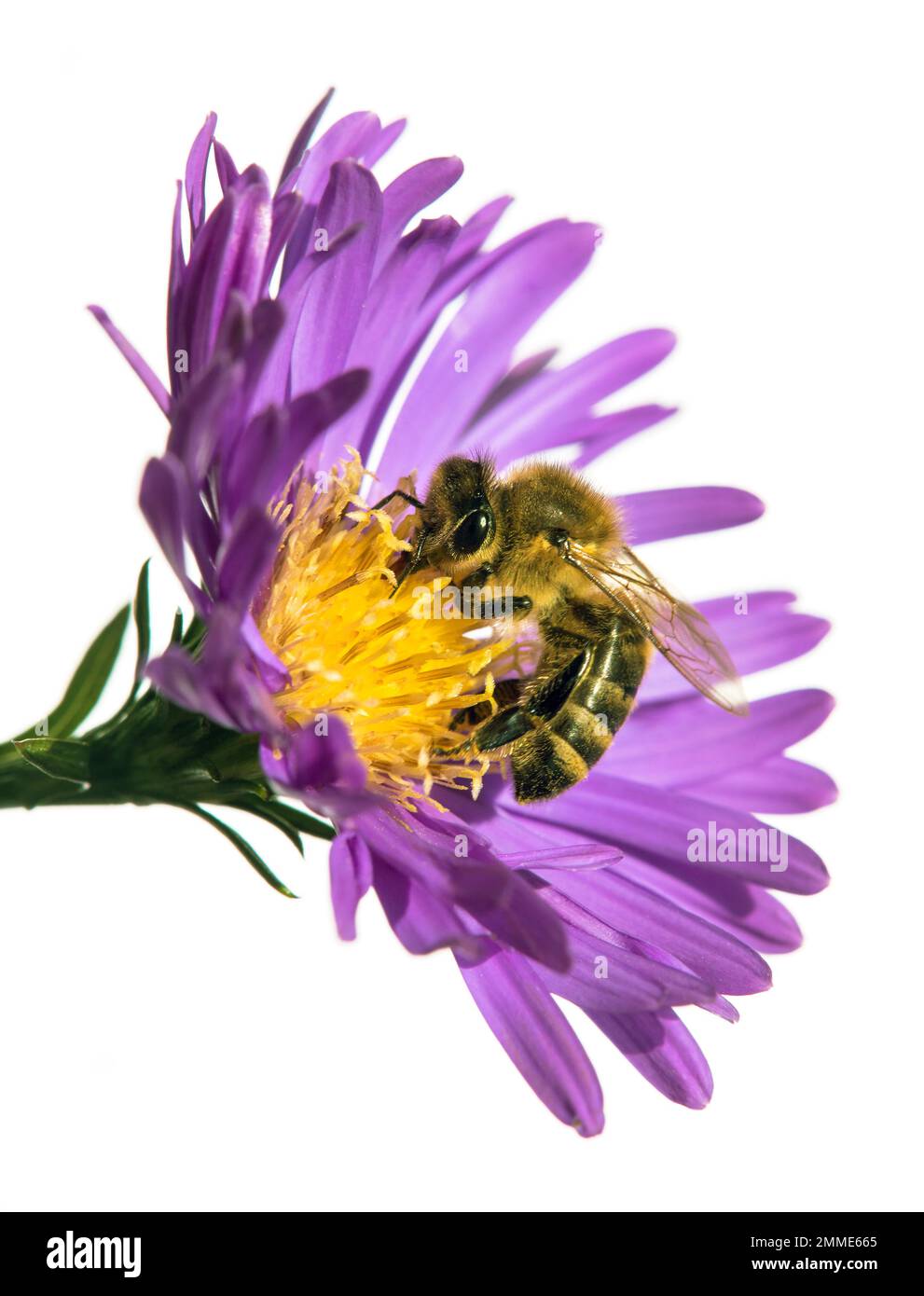 bee or honeybee in Latin Apis Mellifera, european or western honey bee ...