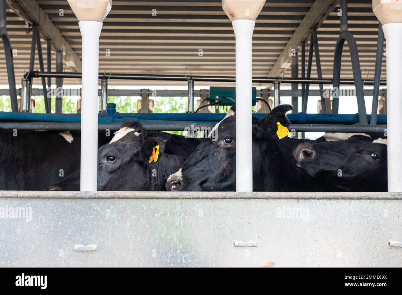 Dairy farm, barn panorama with roof inside and many cows eating hay ...