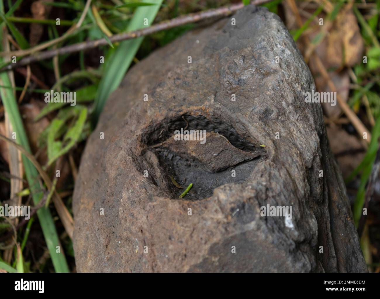 Close Up to an antique rock with a fossil marks and blurred grass at ...