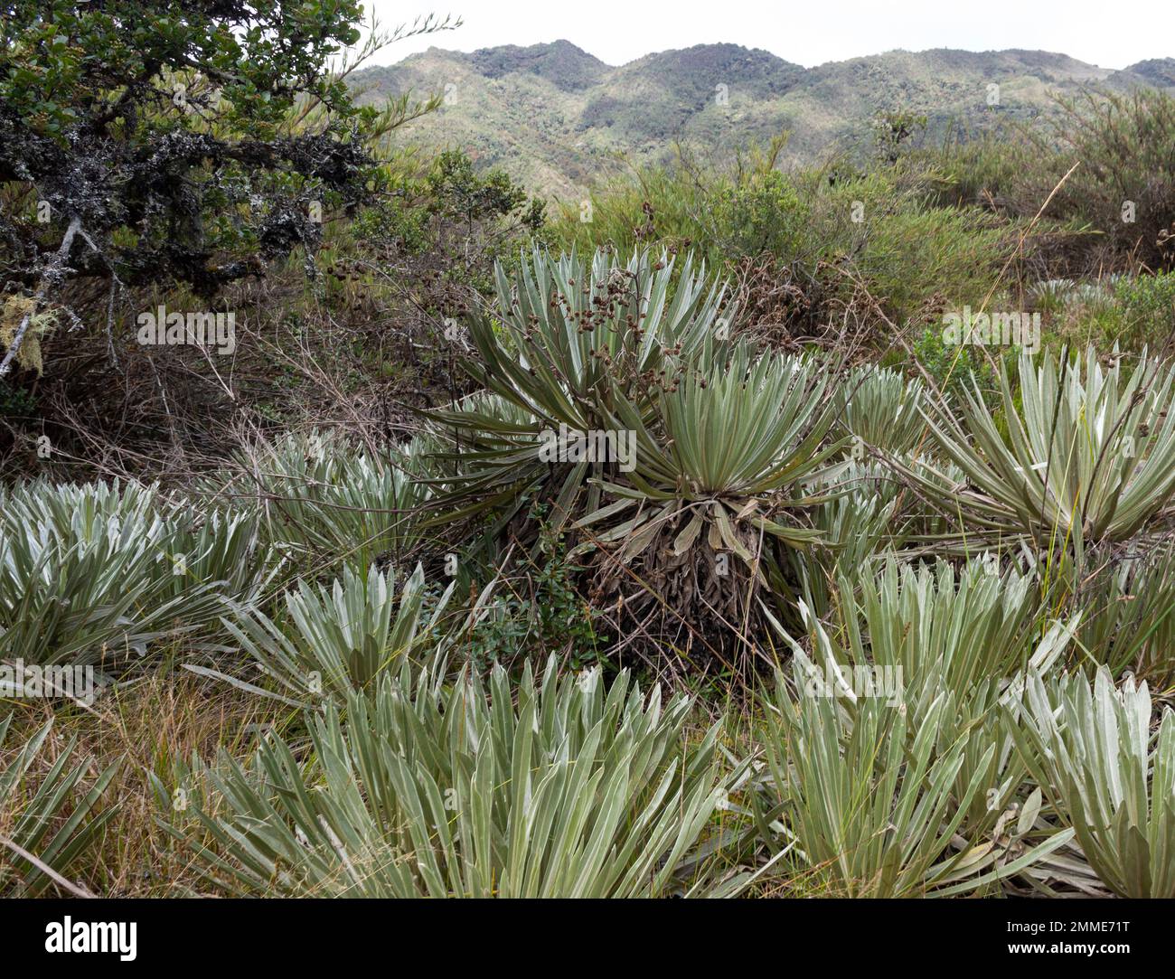 A group of frailejones plants with andean mountain range at background ...