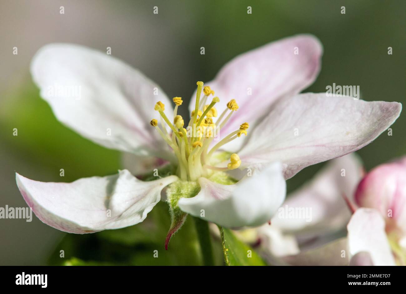 flower of apple tree in latin Malus Domestica flowering plant ...