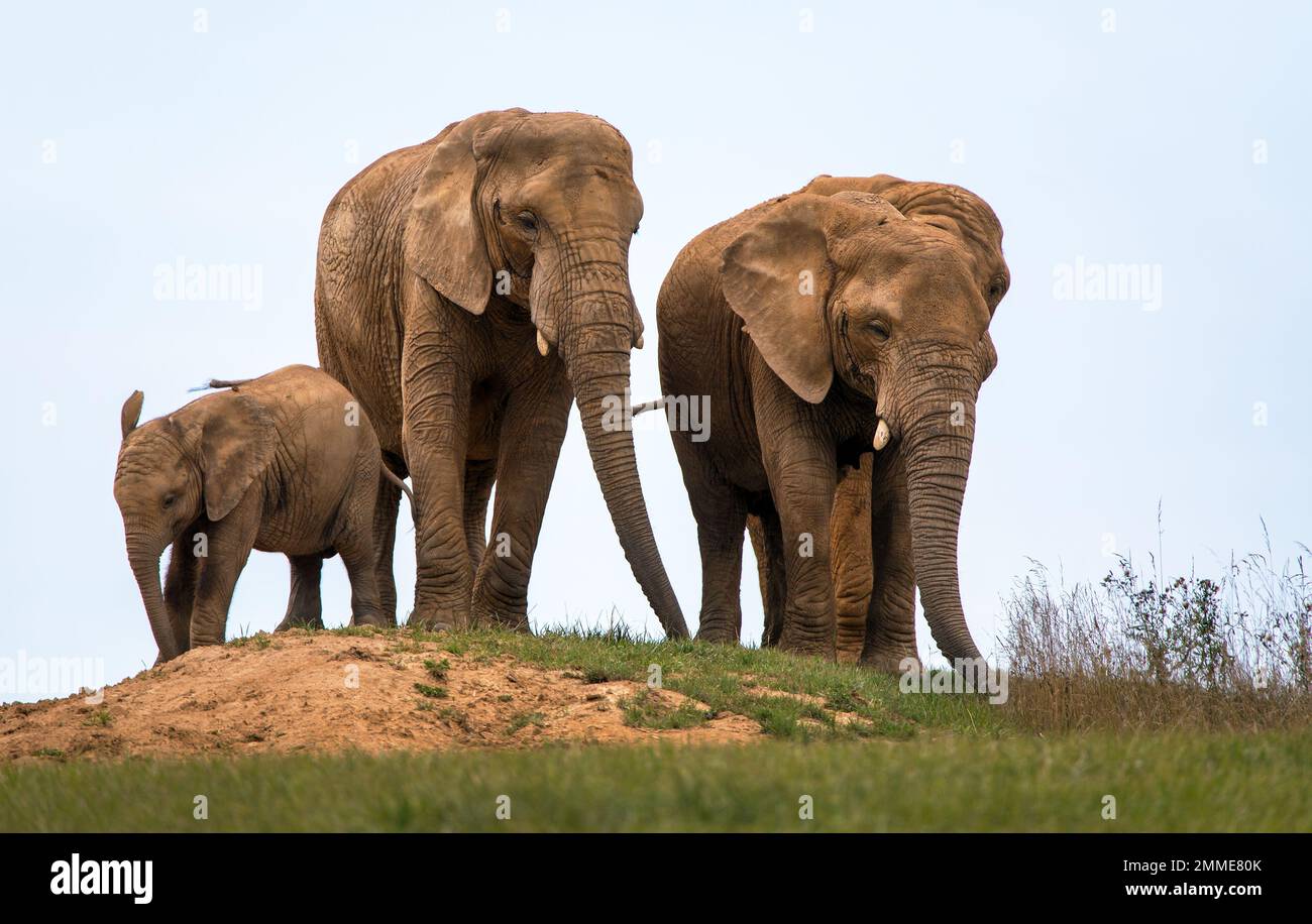 Elephants herd on small hill, elephant family, two female elephants and ...