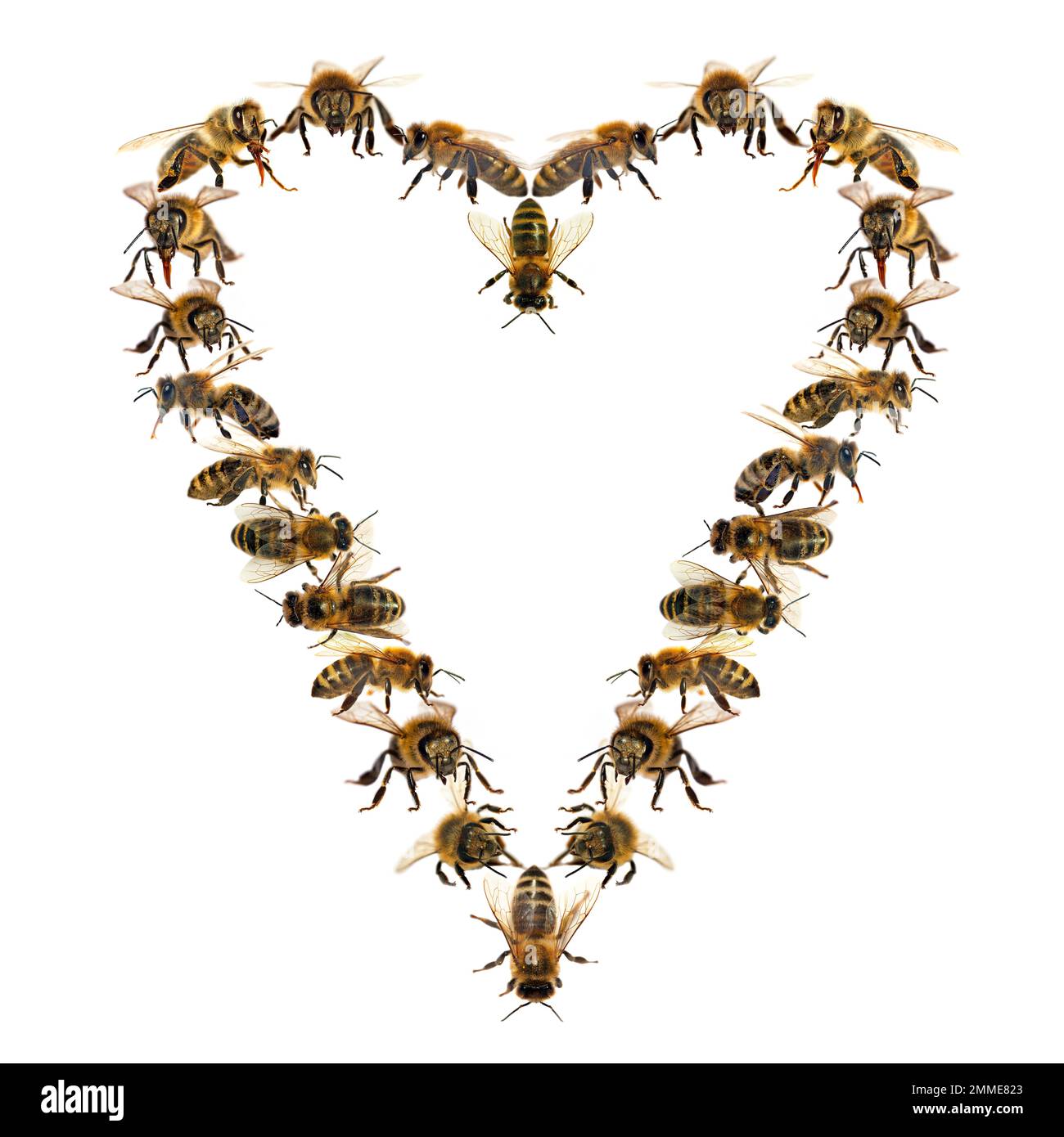 heart from bees, set of bee or honeybee in Latin Apis Mellifera ...