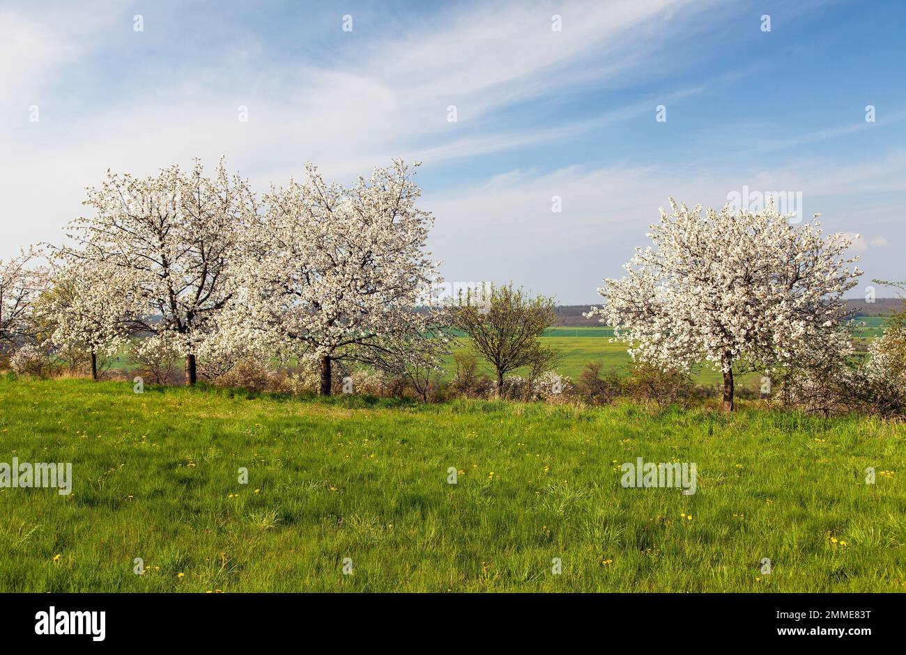 flowering cherry trees in latin Prunus cerasus with beautiful sky ...