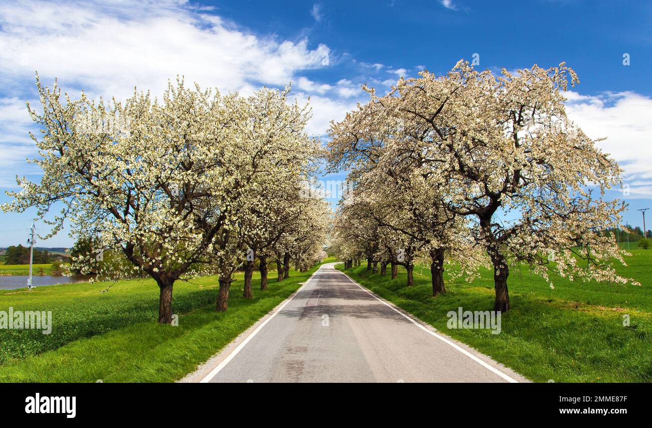 road and alley of flowering cherry trees in latin Prunus cerasus with ...