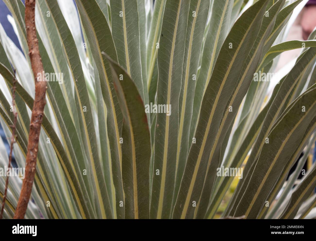 Frailejon plant leaves texture with flower steam Stock Photo - Alamy