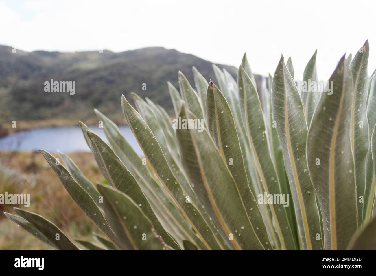 Closeup to a Espeletia or frailejon plant leaves with rain drops and ...