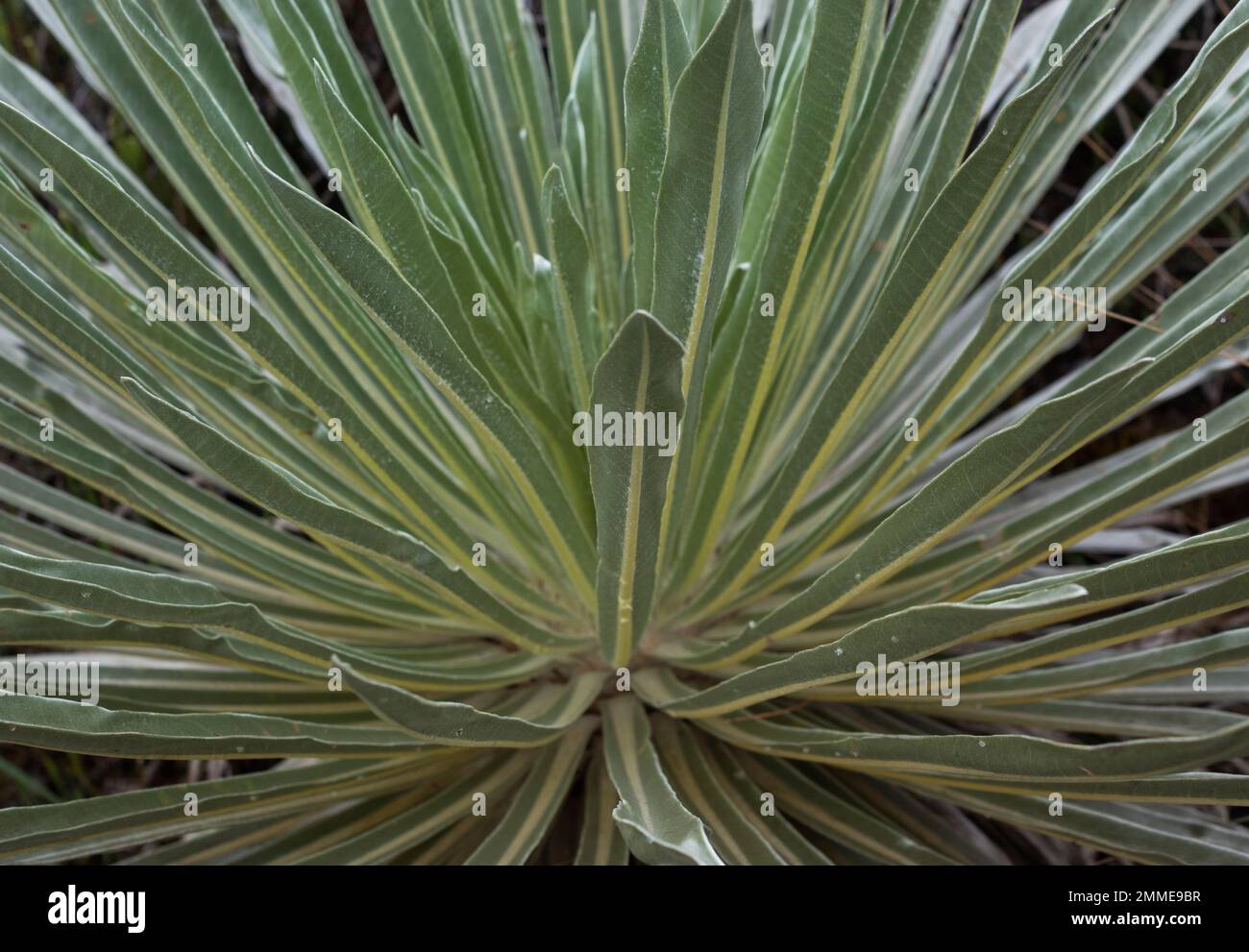 Closeup to a Espeletia or Frailejon plant leaves with water drops at ...