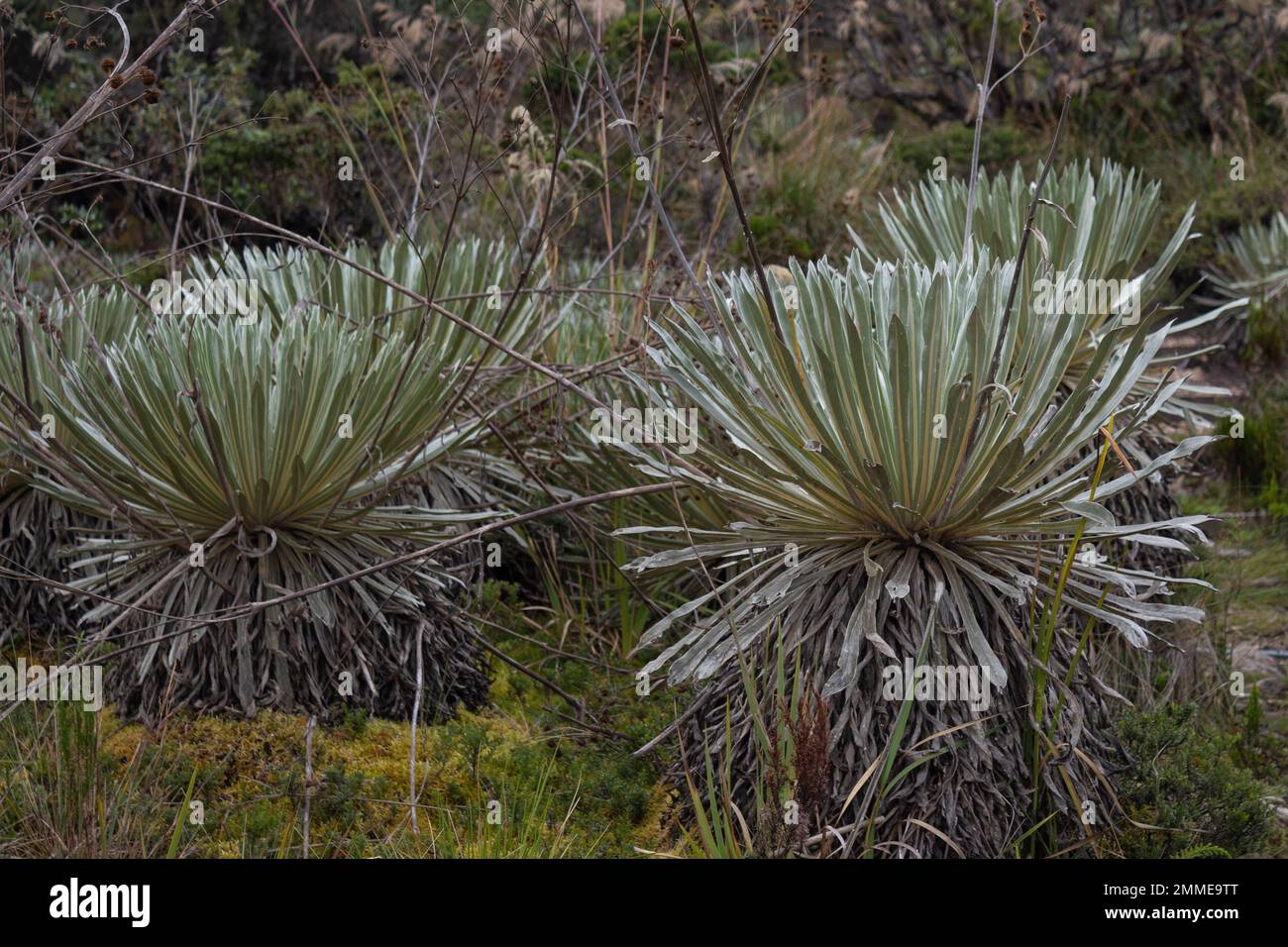 Espeletia plant endemic from south america knowed in spanish as ...