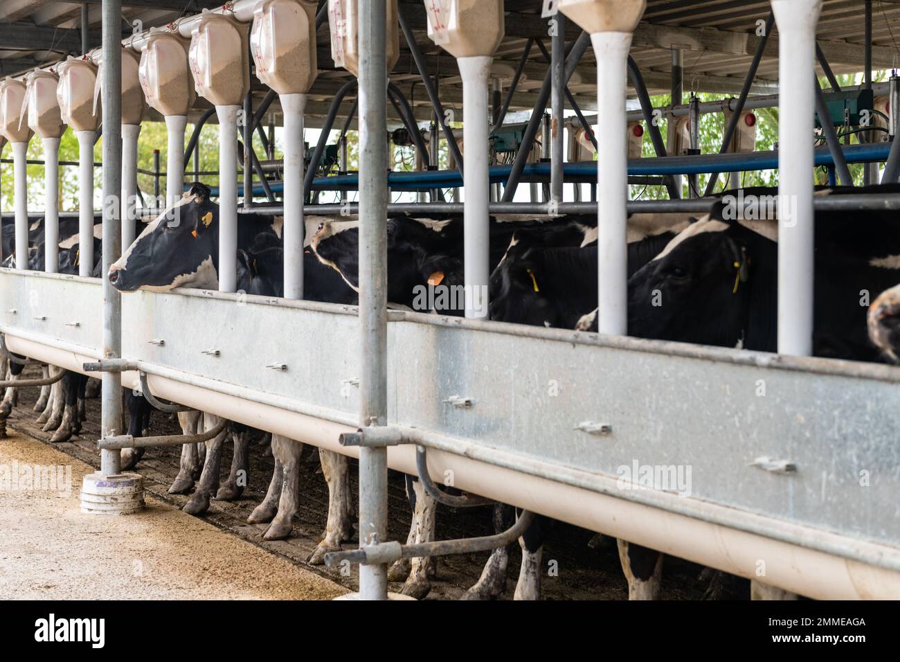 Dairy farm, barn panorama with roof inside and many cows eating hay ...