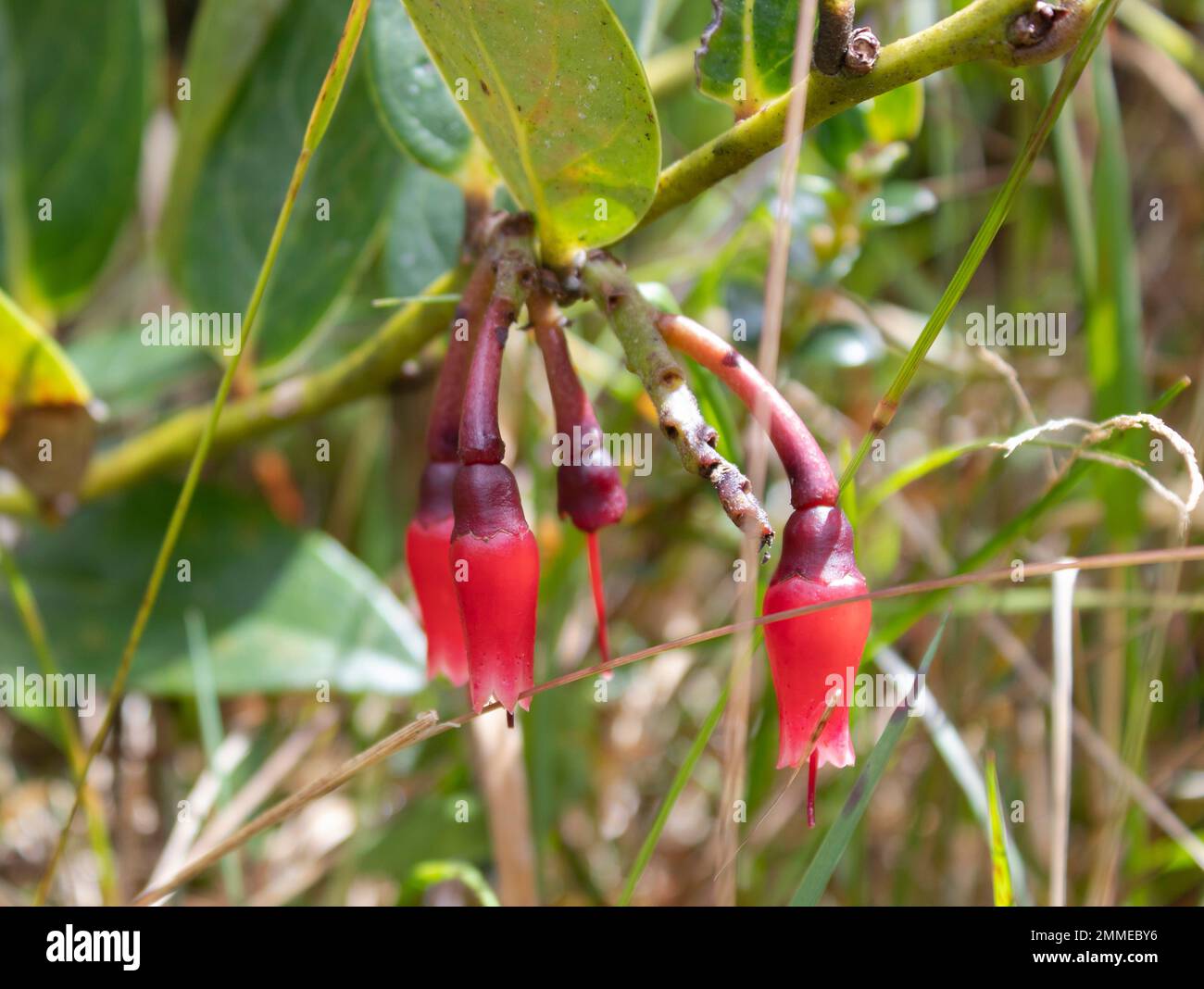 Macro photography of Macleania Rupestris or in spanish knowed as Uva ...
