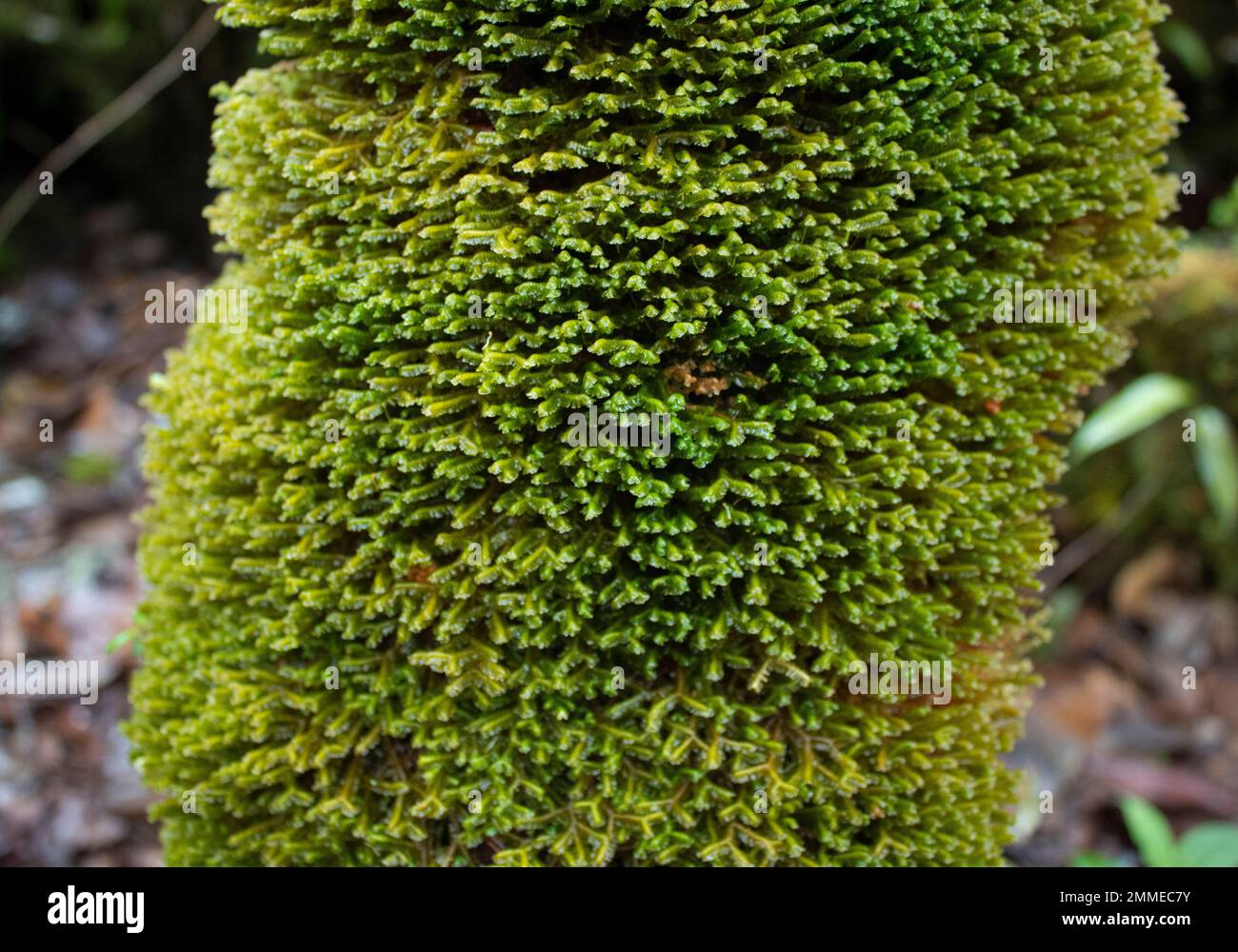 Beautiful macro photo of a wet green moss trunk cortex with jungle ...
