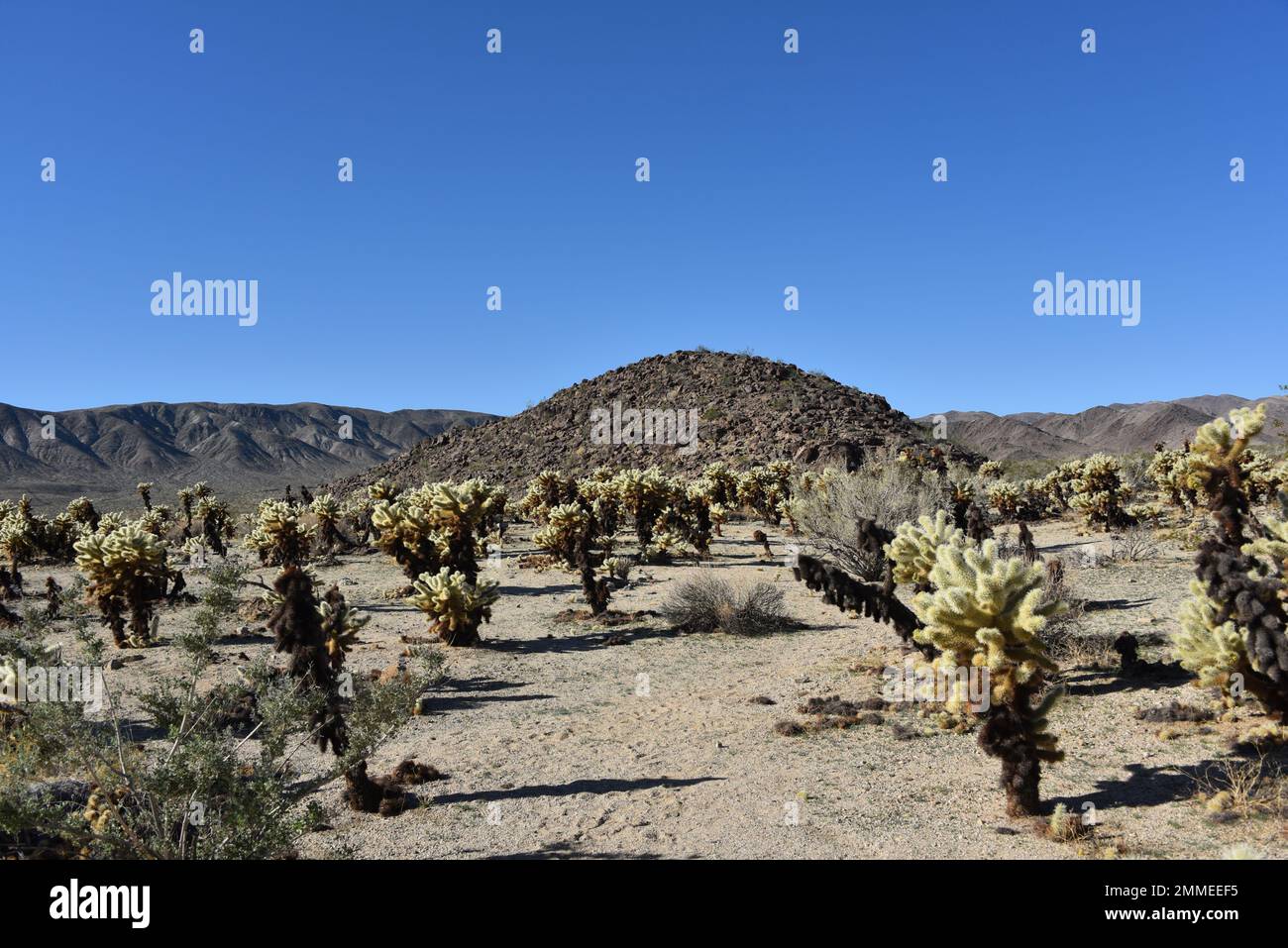A beautiful full frame panoramic landscape of the Cholla Cactus Garden ...