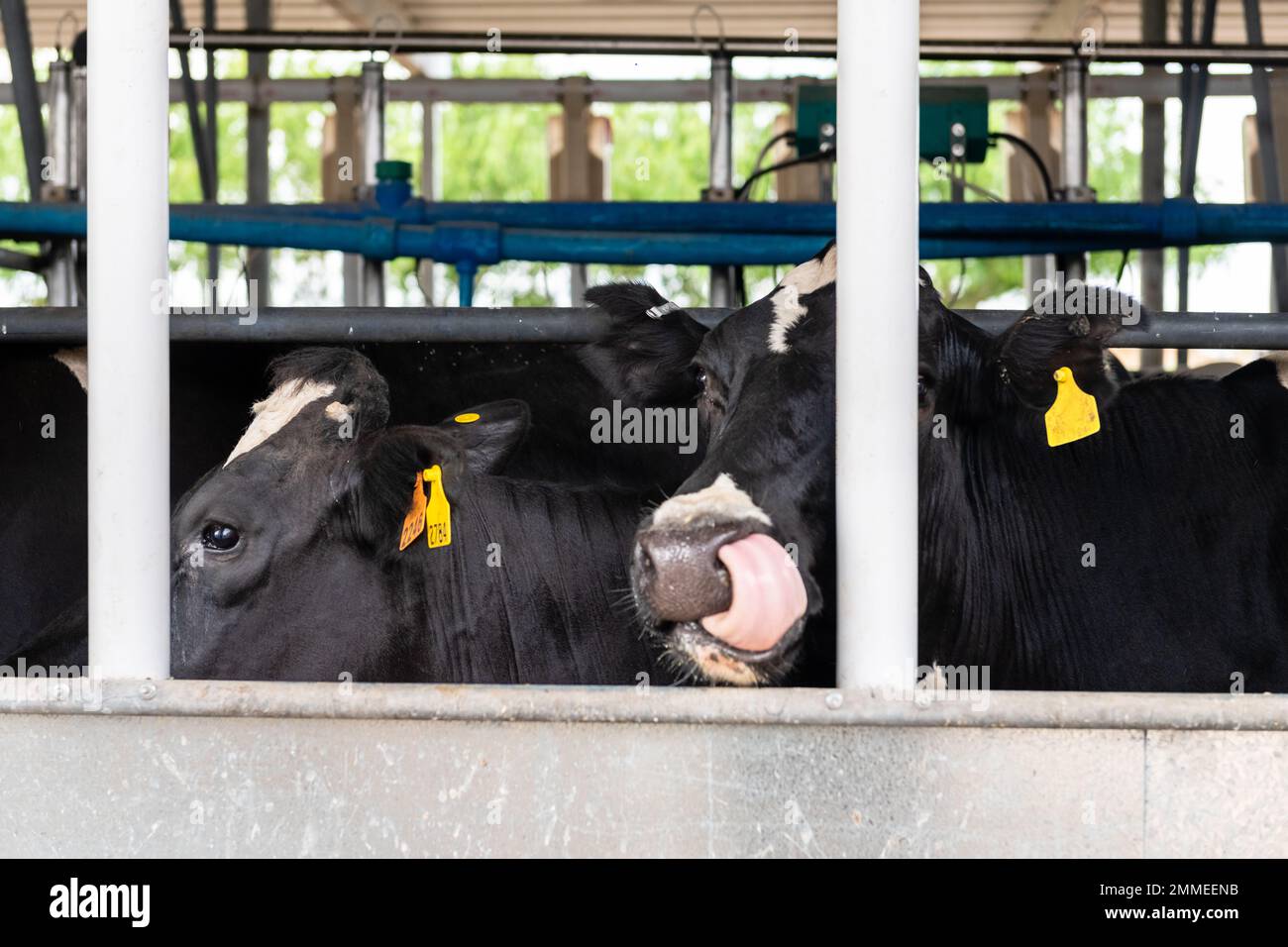 Black and white cows in a row graze on a farm, in a closed barn Stock ...