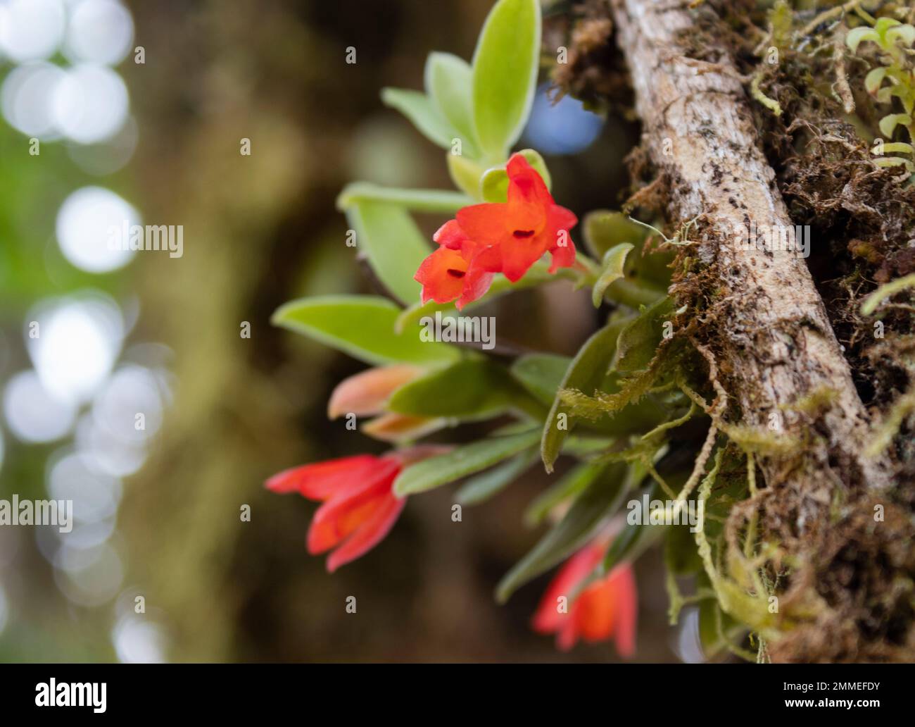 Close up to a beautiful red flowers growing up over a mossy cortex of a ...