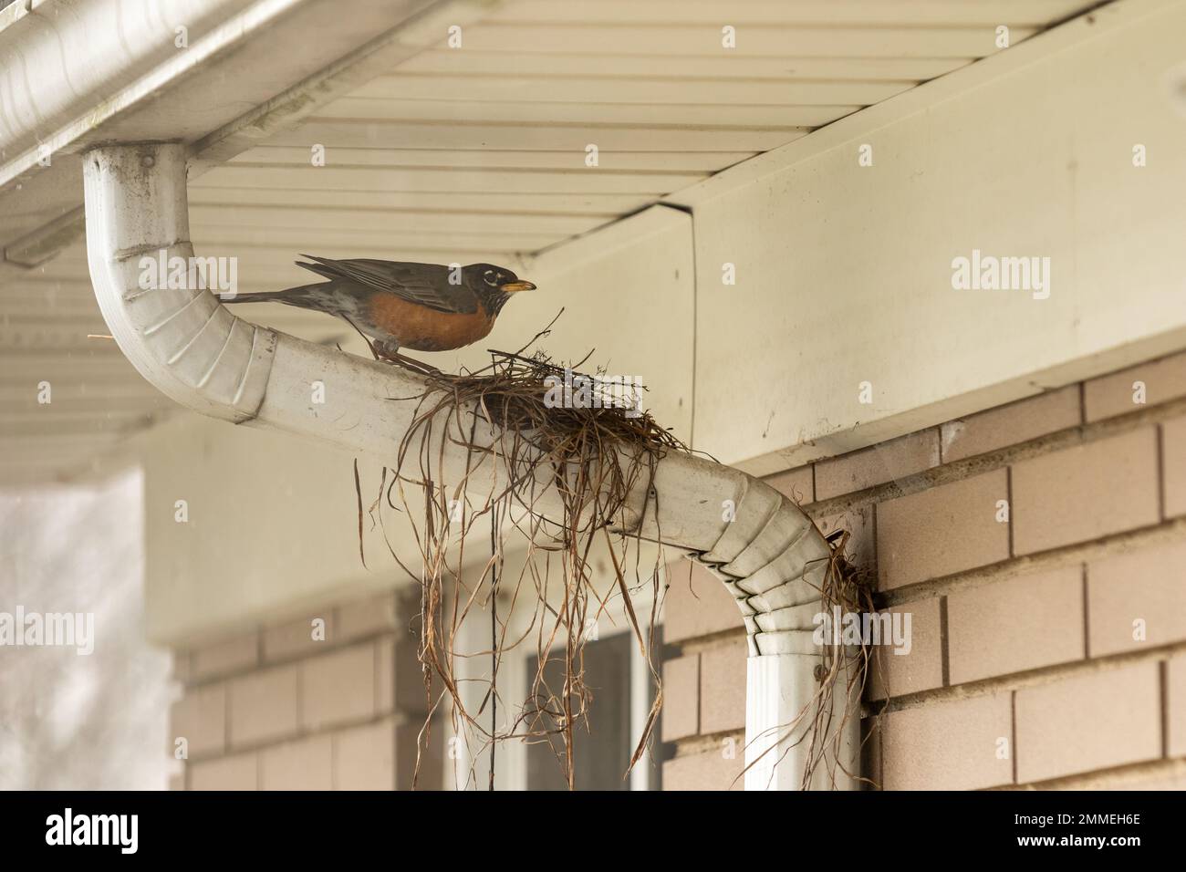 A robin building a nest in spring on a downspout Stock Photo - Alamy