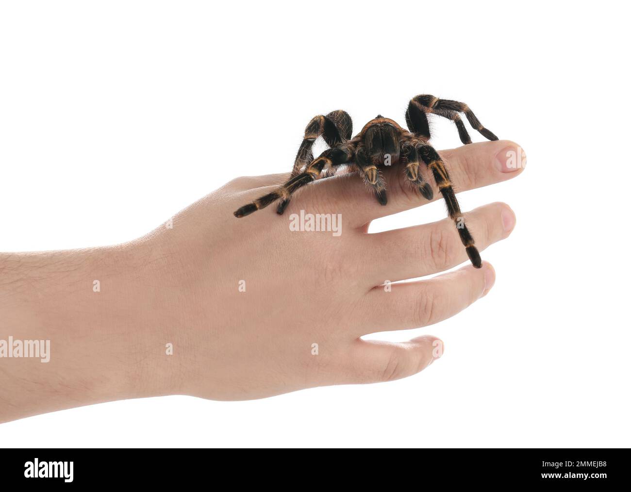 Man holding striped knee tarantula on white background, closeup Stock ...