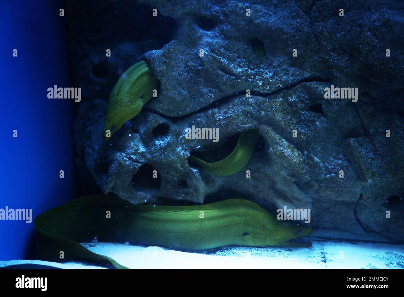 Green moray eel fish swimming in clear aquarium Stock Photo - Alamy