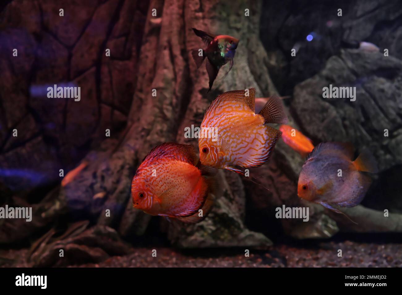 Beautiful discus fish in clear aquarium water Stock Photo - Alamy