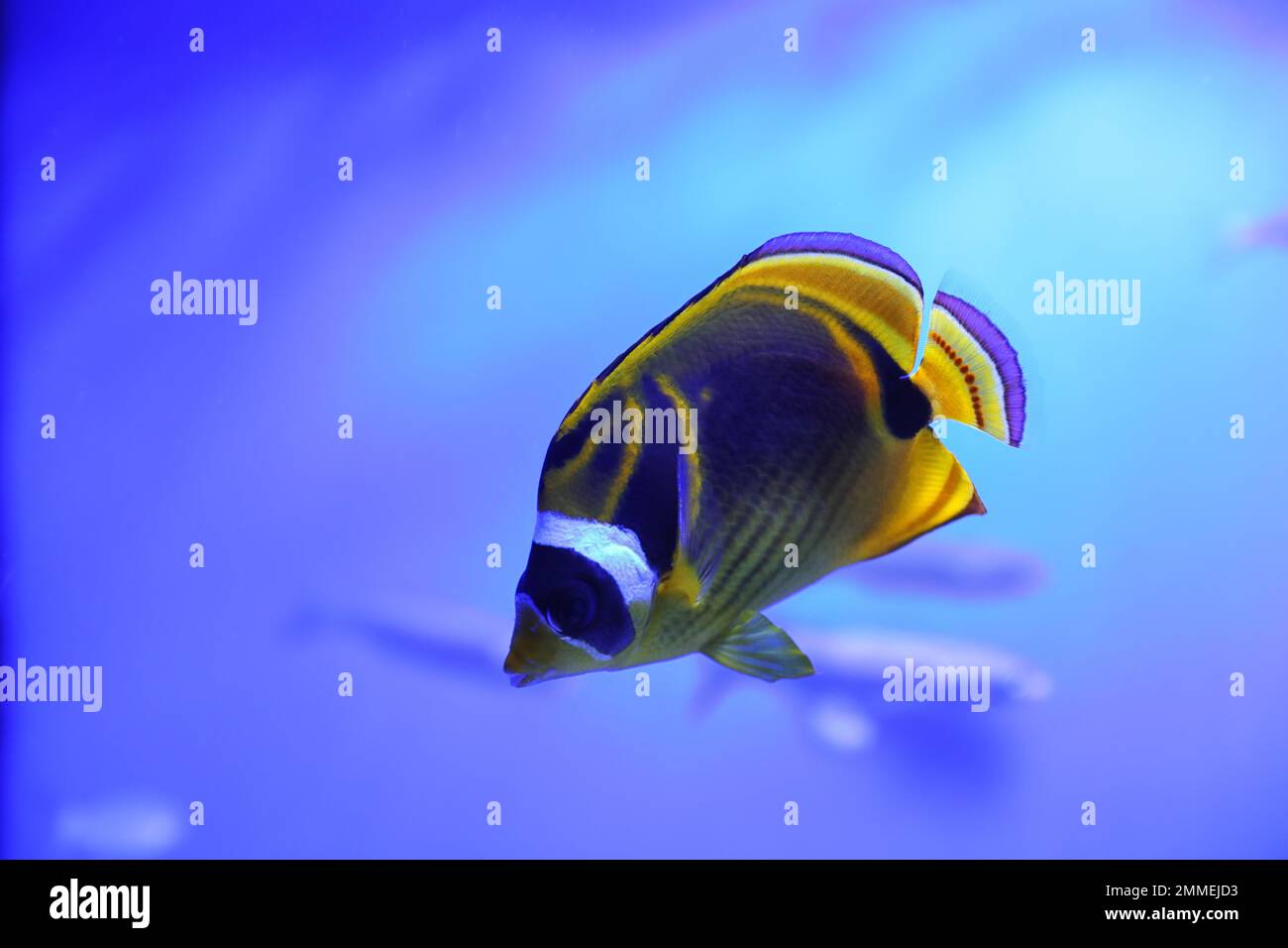 Beautiful raccoon butterflyfish in hi-res stock photography and images ...