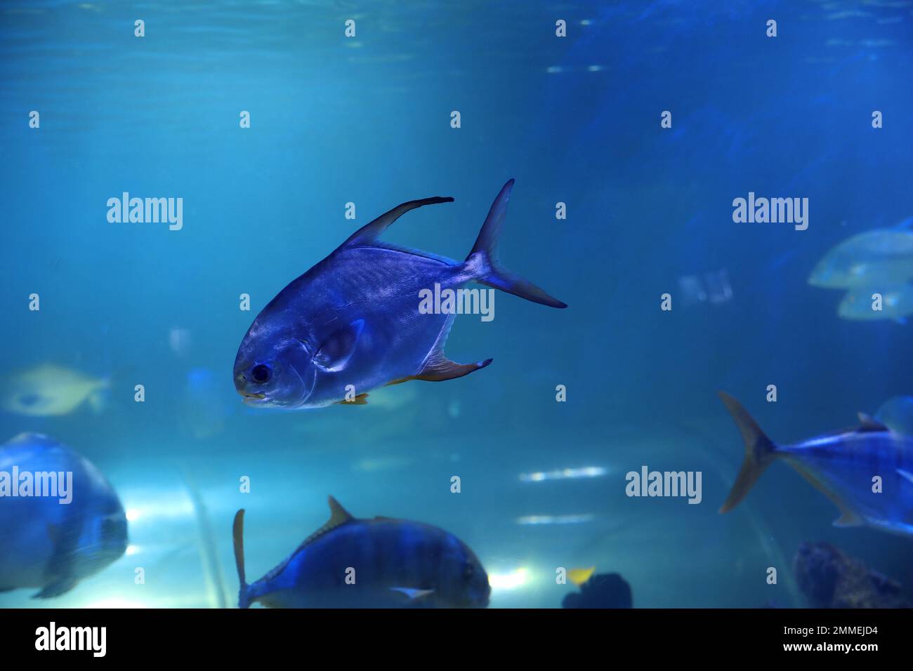 Palometa fish swimming in clear aquarium water Stock Photo - Alamy