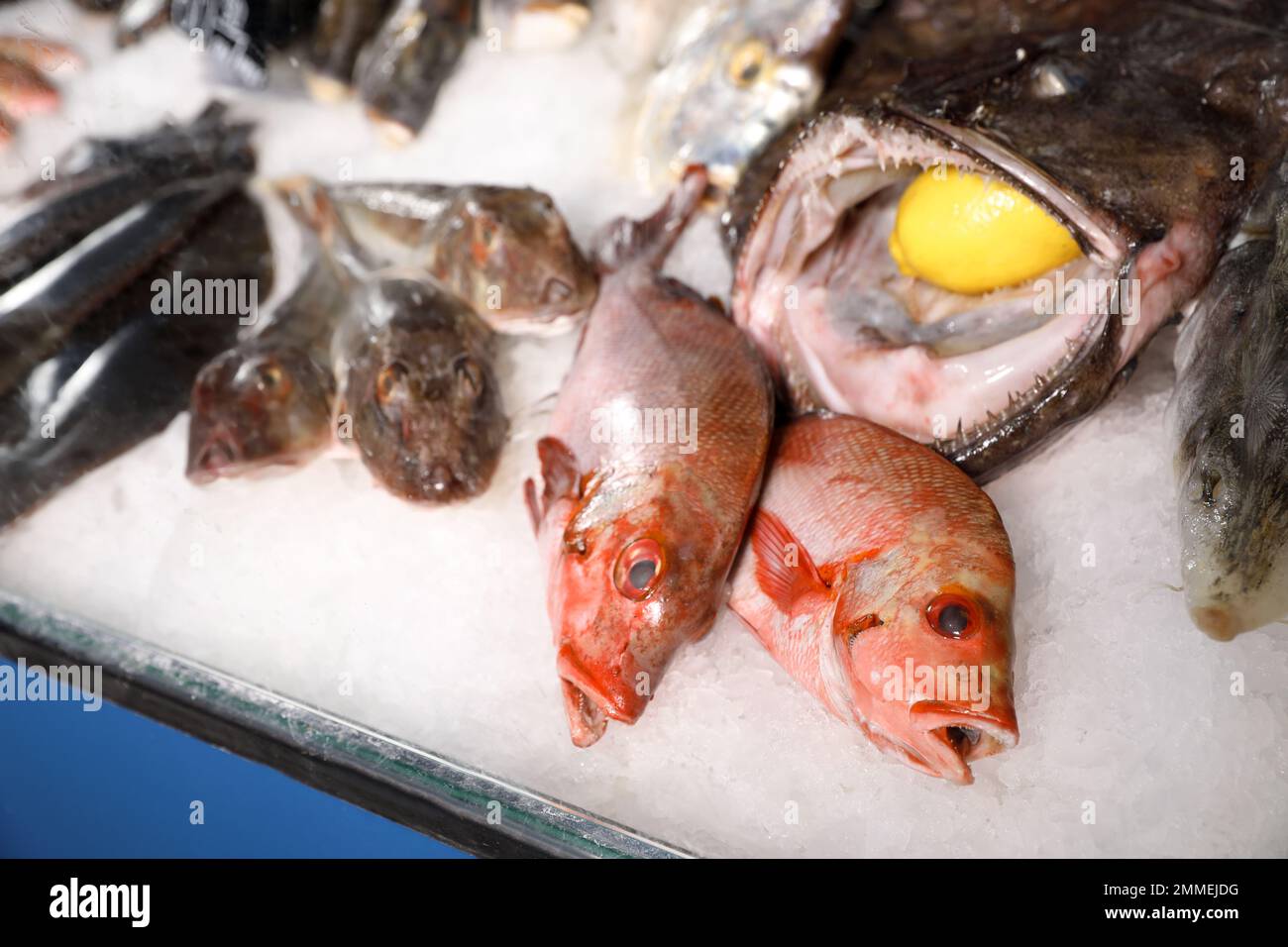 Different types of fresh fish on ice in supermarket Stock Photo - Alamy