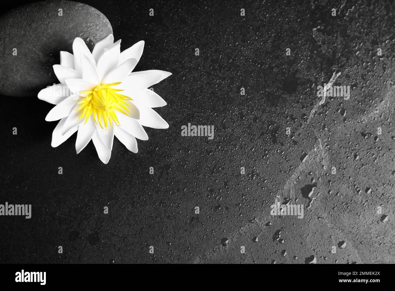 Stone, lotus flower and space for text on wet black background, flat ...