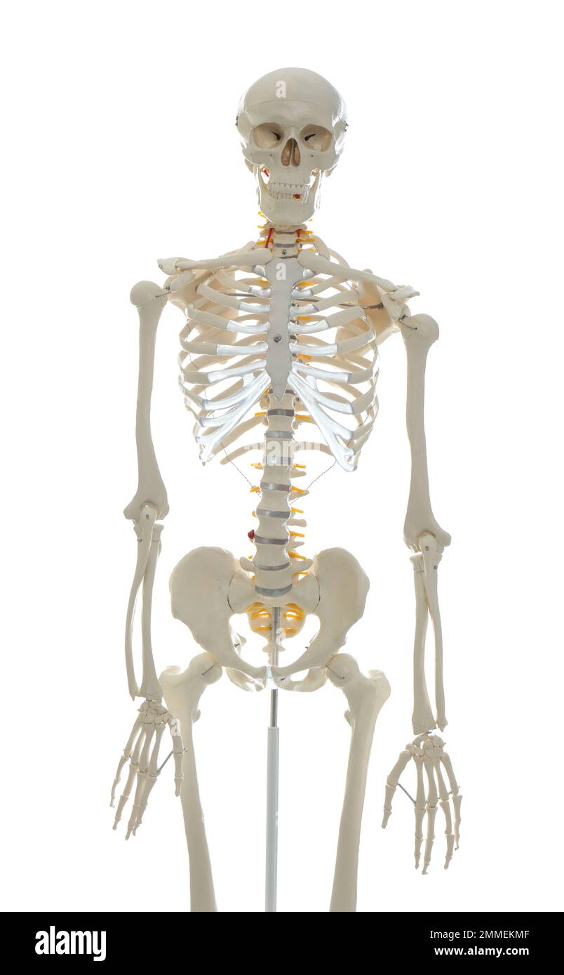 Artificial human skeleton model isolated on white Stock Photo - Alamy