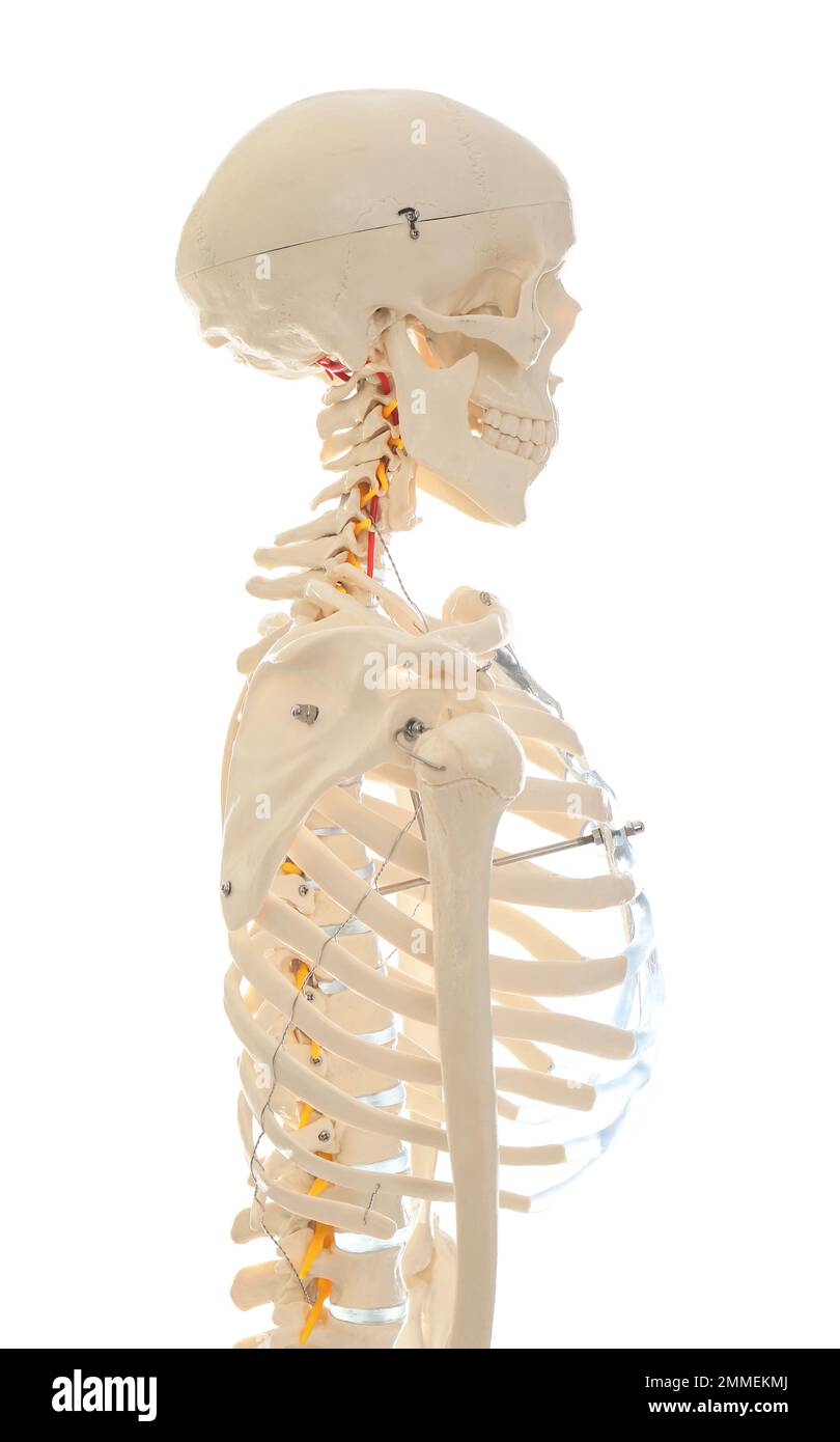 Artificial human skeleton model isolated on white Stock Photo - Alamy