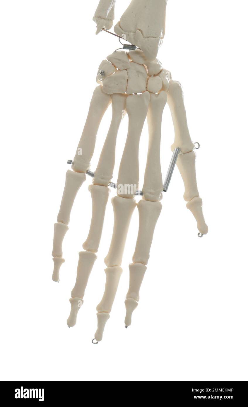 Artificial human skeleton model isolated on white, closeup Stock Photo ...