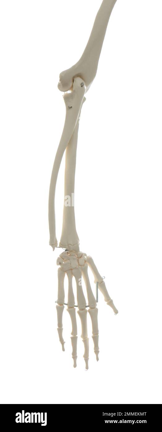 Artificial human skeleton model isolated on white, closeup Stock Photo ...