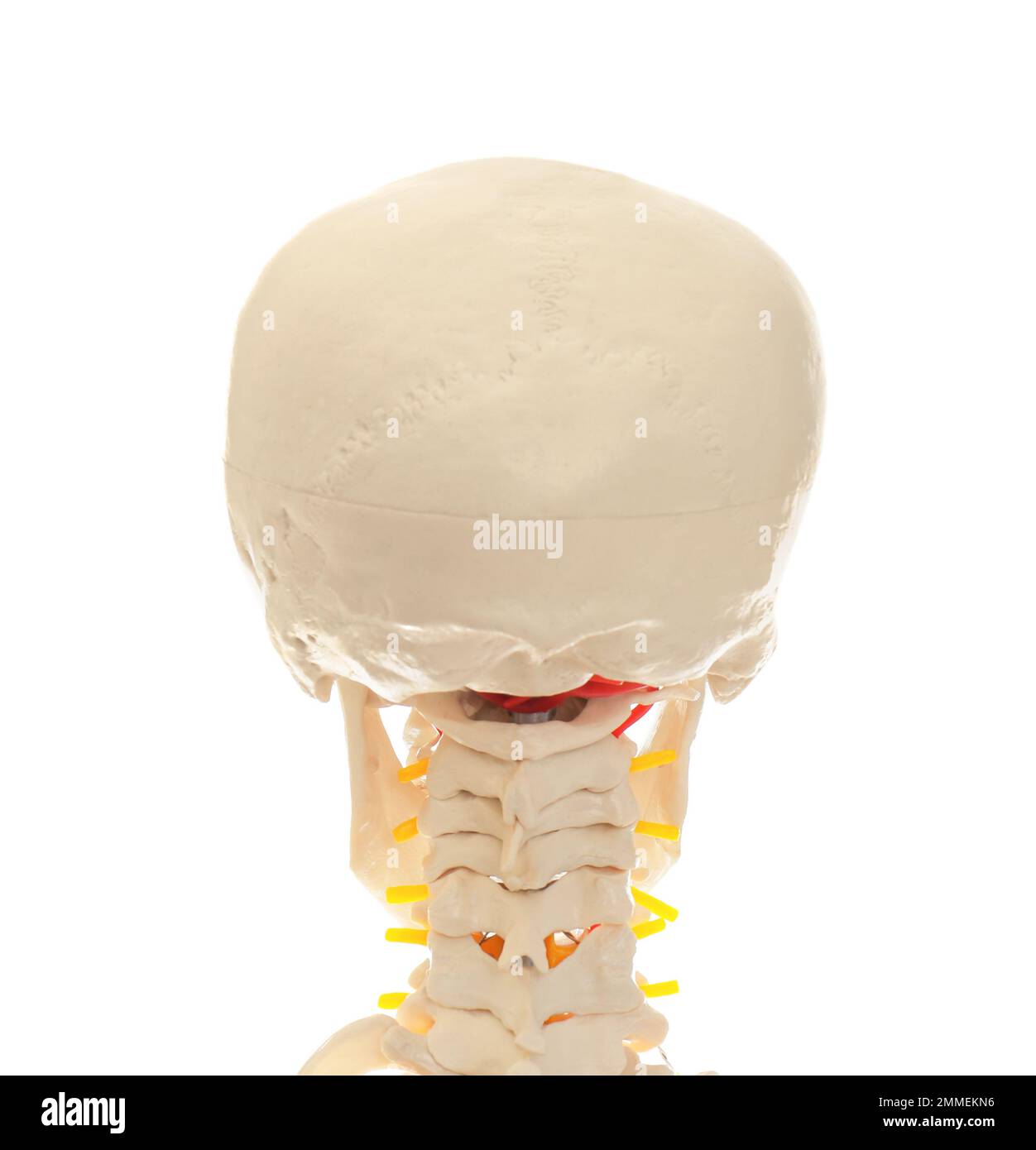 Human parietal bone hi-res stock photography and images - Alamy