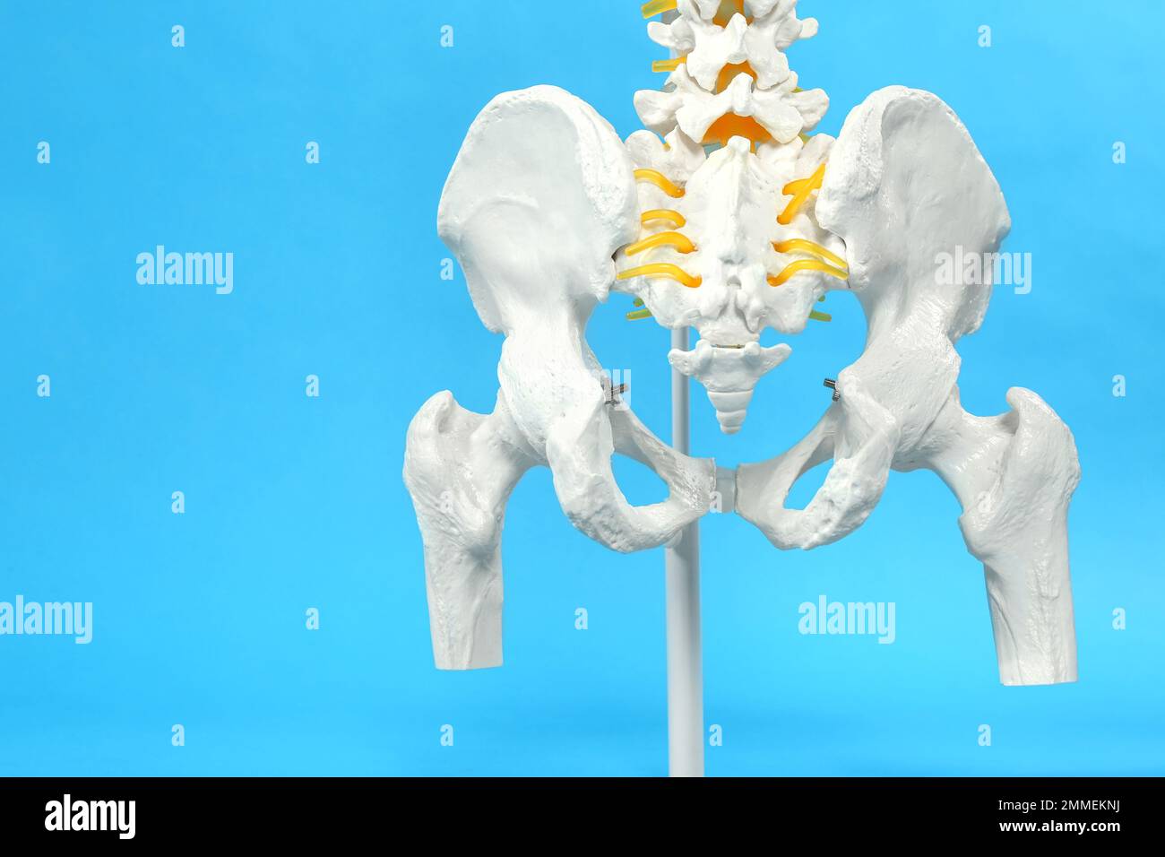 Artificial human spine model on blue background, closeup Stock Photo ...