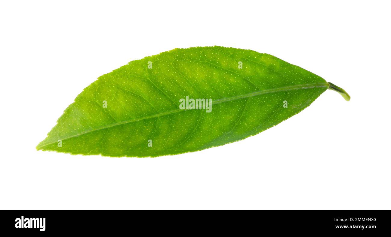 Fresh green citrus leaf isolated on white Stock Photo - Alamy