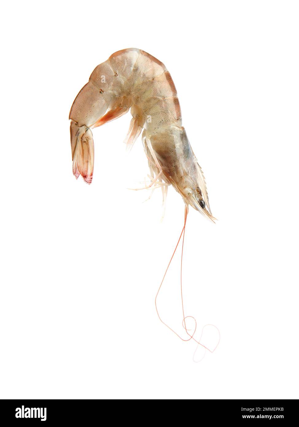 Fresh raw shrimp isolated on white. Healthy seafood Stock Photo - Alamy