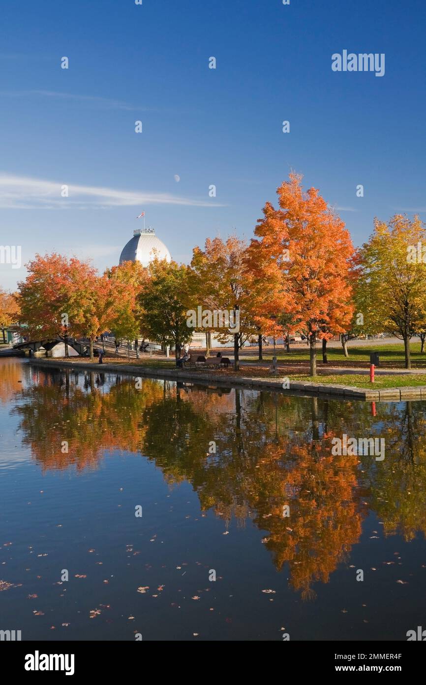 Row of maple Acer - Maple trees reflected in Bonsecours Basin and ...