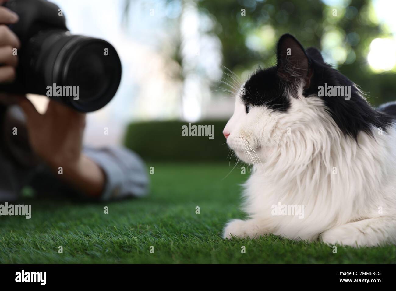 Taking picture of kitten hi-res stock photography and images - Alamy