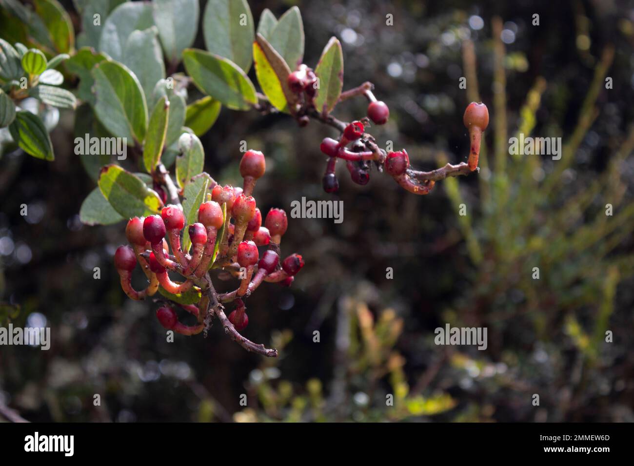 Close up to an andean beautiful violet and red wild flowers with andean ...