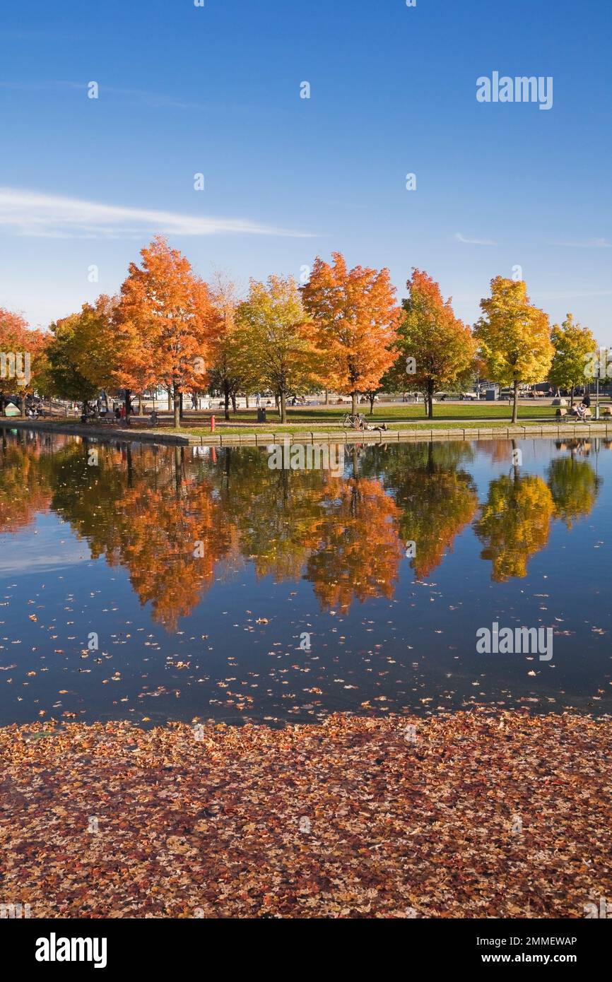 Row of maple Acer - Maple trees reflected in Bonsecours Basin and ...