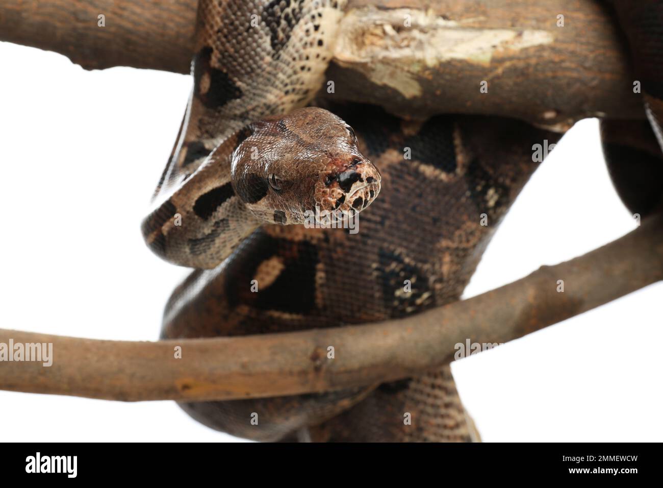 Brown boa constrictor on tree branch against white background Stock ...