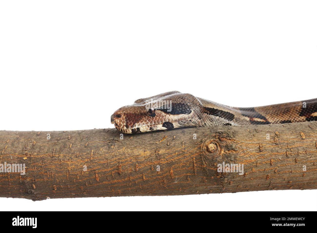 Brown boa constrictor on tree branch against white background Stock ...