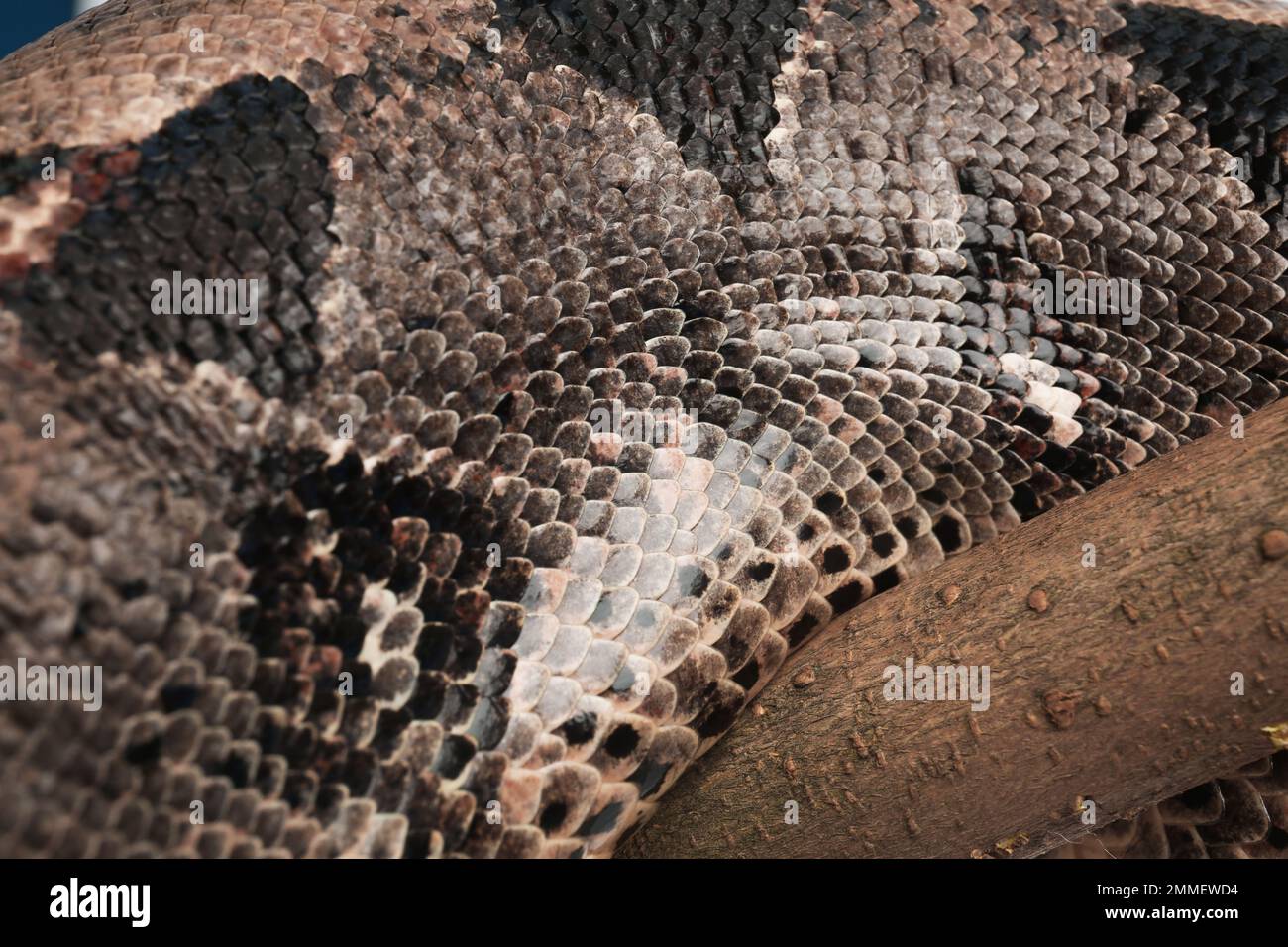 Closeup large tree snake slithering hi-res stock photography and images ...