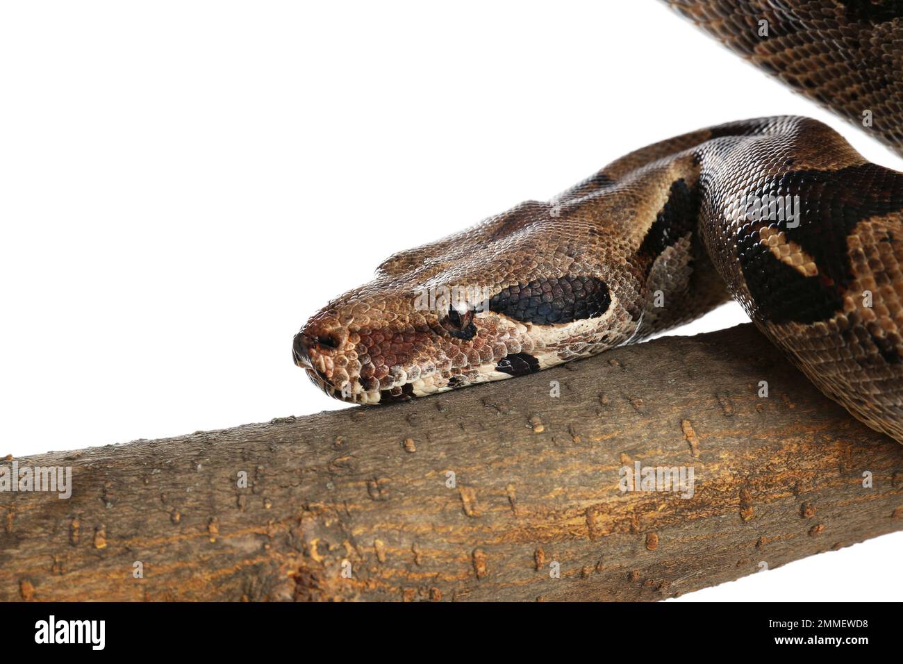 Brown boa constrictor on tree branch against white background Stock ...