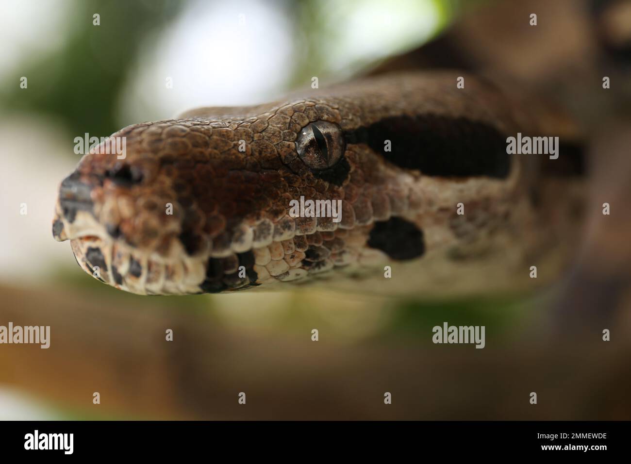 Brown boa constrictor outdoors, closeup. Exotic snake Stock Photo - Alamy