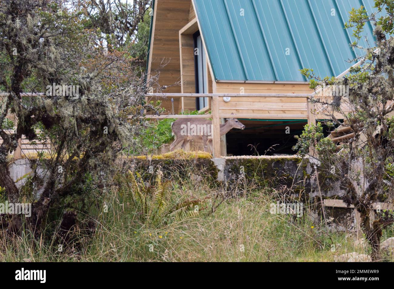 CHINGAZA, COLOMBIA - Beautiful female white tailed deer inside a wooden ...