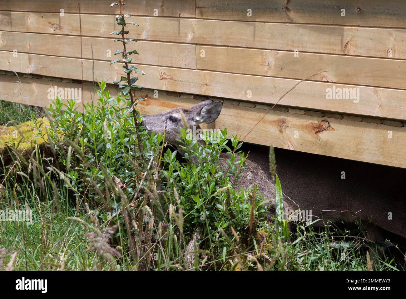 CHINGAZA, COLOMBIA - Beautiful white tail deer eating a small bush ...