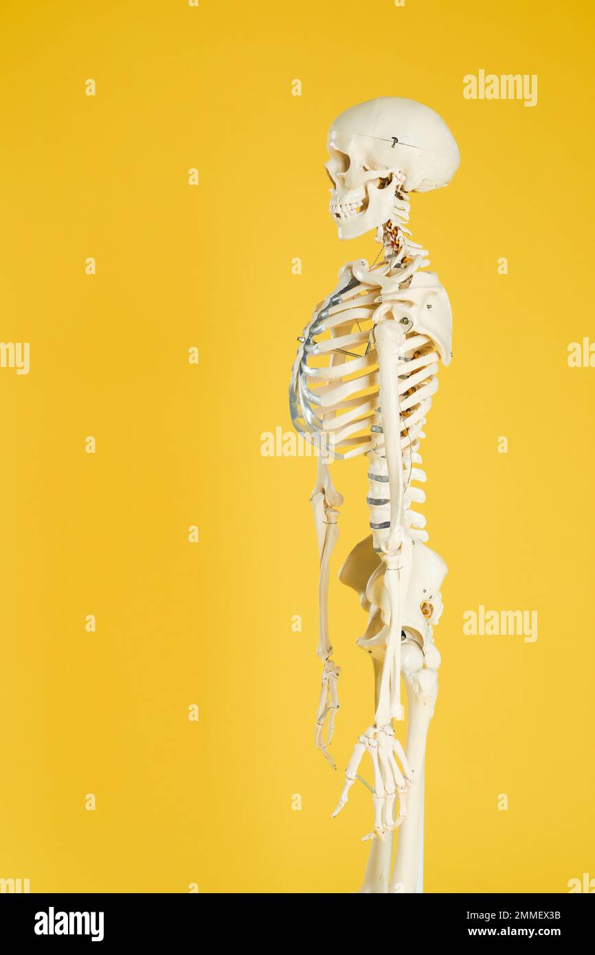 Artificial human skeleton model on yellow background Stock Photo - Alamy