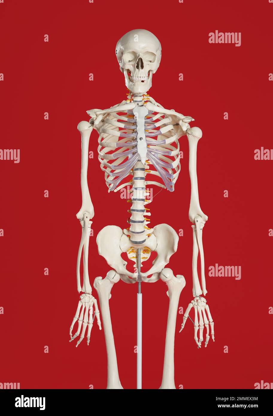 Artificial human skeleton model on red background Stock Photo - Alamy